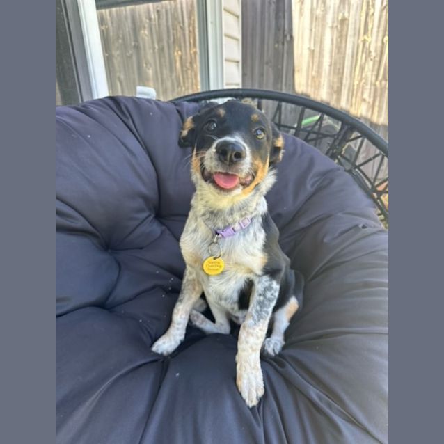 Nesta - Medium Female Kelpie x Australian Cattle Dog Mix Dog in VIC ...