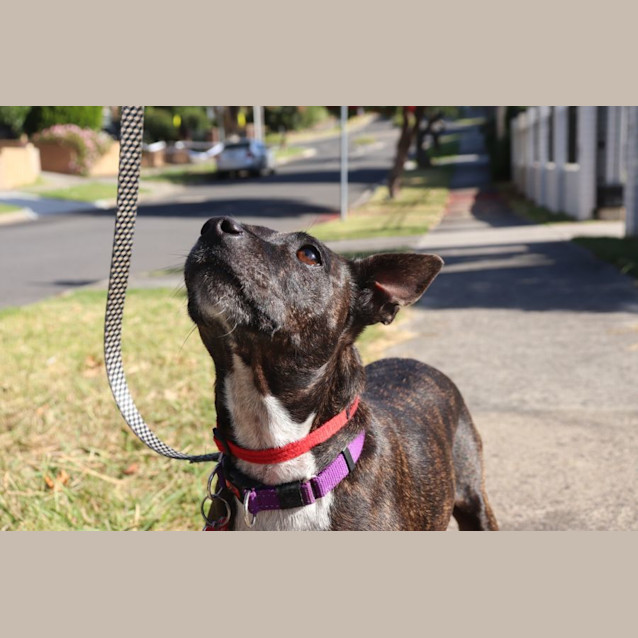 Deja - Small Female Staffy x Terrier Mix Dog in VIC - PetRescue