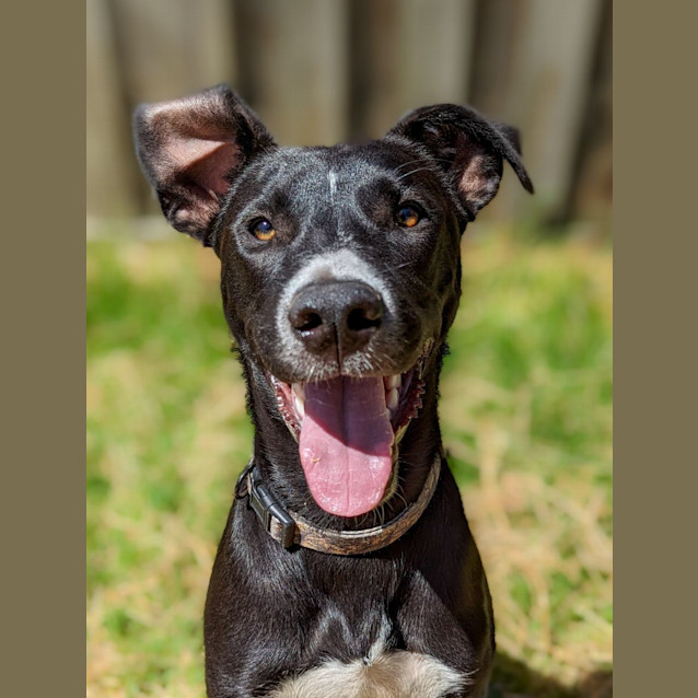 Phantom - Medium Male Bull Arab x Kelpie Mix Dog in VIC - PetRescue
