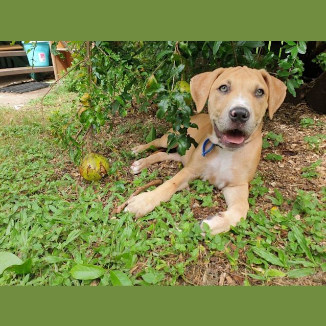 Coral - Large Female Great Dane x Staffy Mix Dog in QLD - PetRescue