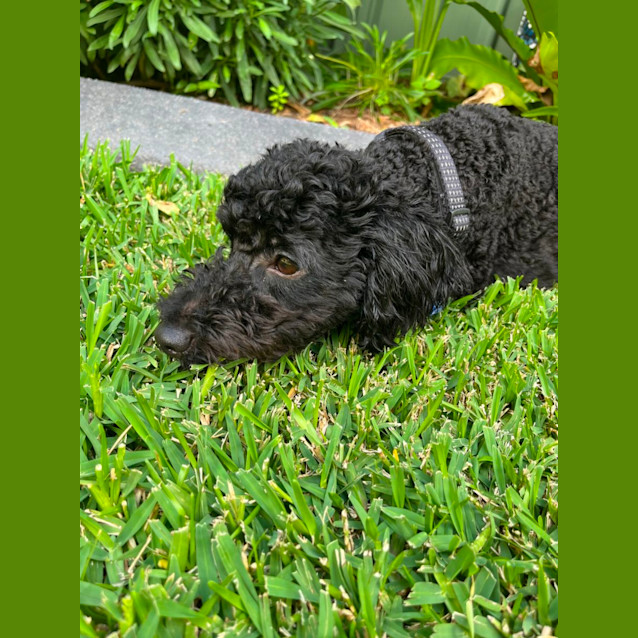 Nora - 11 Month Old Cockapoodle (Trial) - Small Female Cocker Spaniel x ...