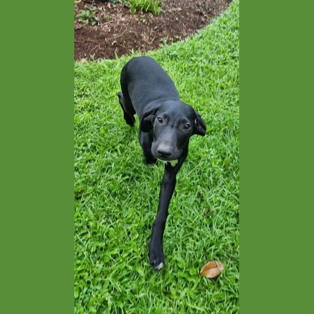 Fred - Medium Male Hungarian Vizsla x German Shorthaired Pointer x ...