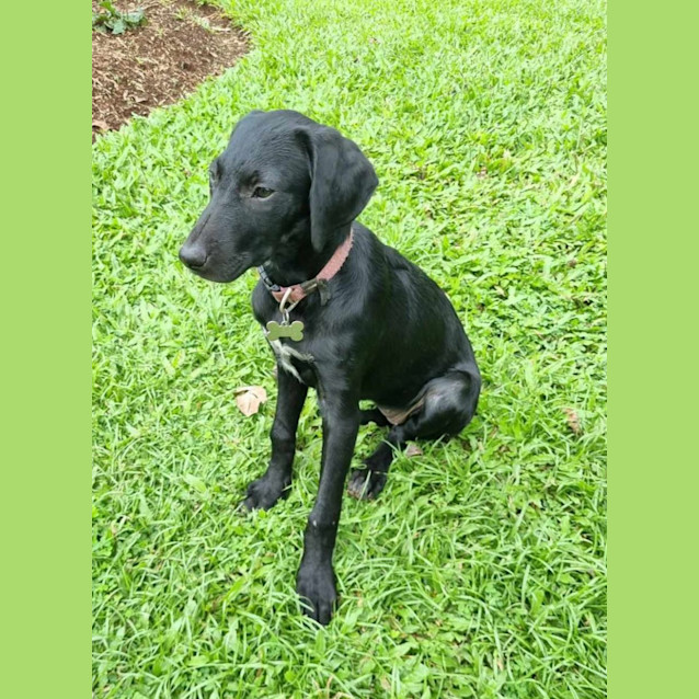 Velma - Medium Female Hungarian Vizsla x German Shorthaired Pointer x ...