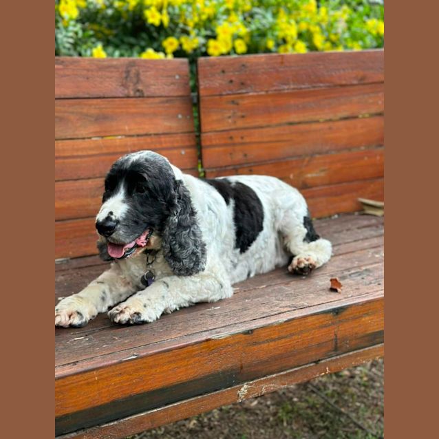 Elliott - Medium Male Cocker Spaniel Dog in QLD - PetRescue