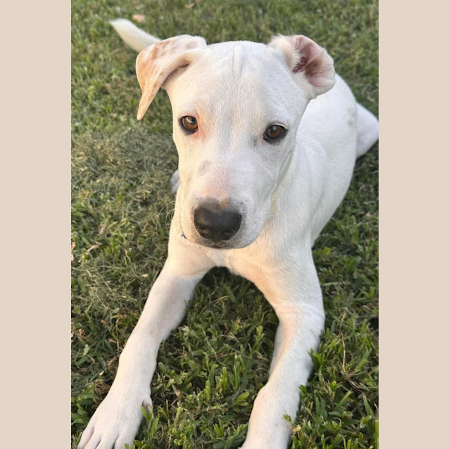 Airlie - Medium Male Rhodesian Ridgeback x Jack Russell Terrier Mix Dog ...