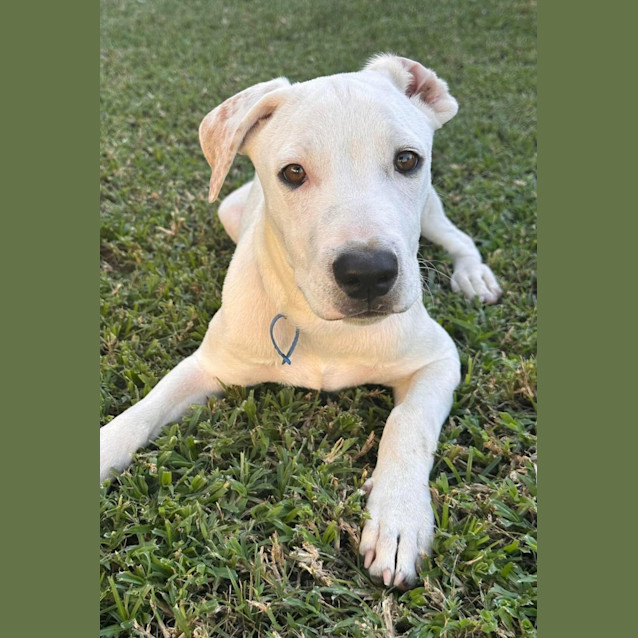 Airlie - Medium Male Rhodesian Ridgeback x Jack Russell Terrier Mix Dog ...