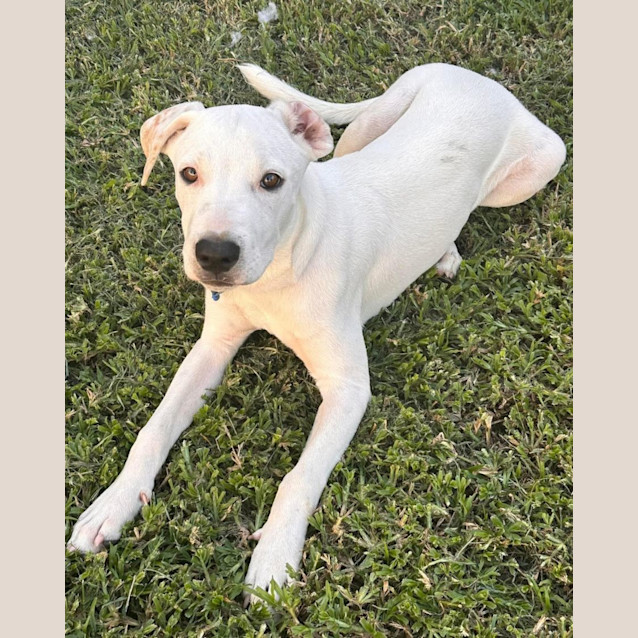 Airlie - Medium Male Rhodesian Ridgeback x Jack Russell Terrier Mix Dog ...