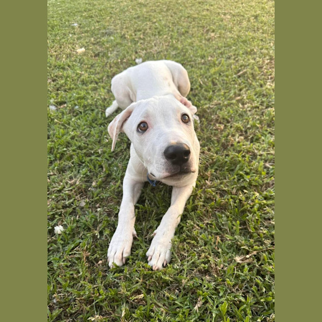 Airlie - Medium Male Rhodesian Ridgeback x Jack Russell Terrier Mix Dog ...