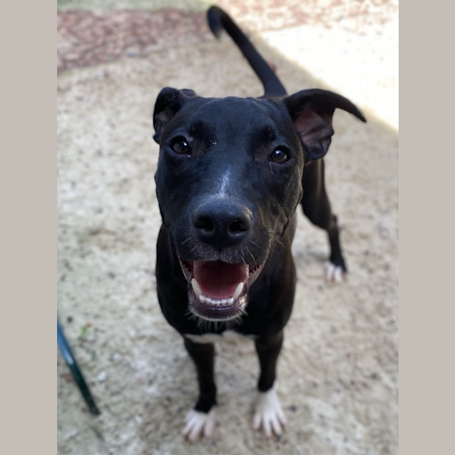 Harley - Medium Male Rhodesian Ridgeback x Staffordshire Bull Terrier ...