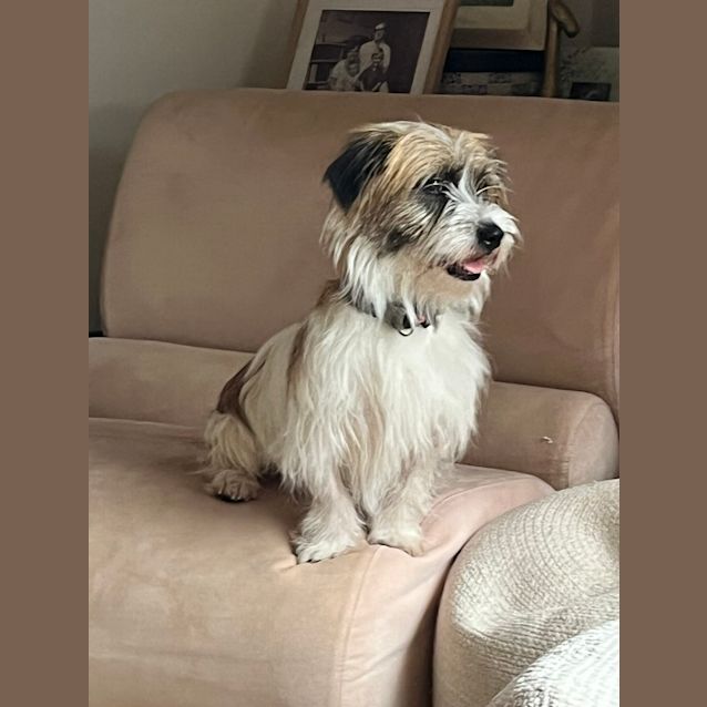 Max - Small Male Jack Russell Terrier x Shih Tzu Mix Dog in NSW - PetRescue