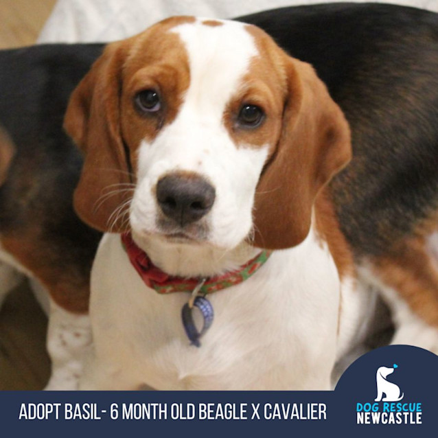 Basil - 6 Month Old Beaglier (Trial) - Medium Male Beagle x Cavalier ...