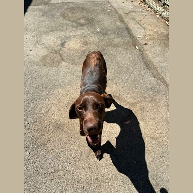 Remi - Large Female German Shorthaired Pointer x Labrador Mix Dog in ...