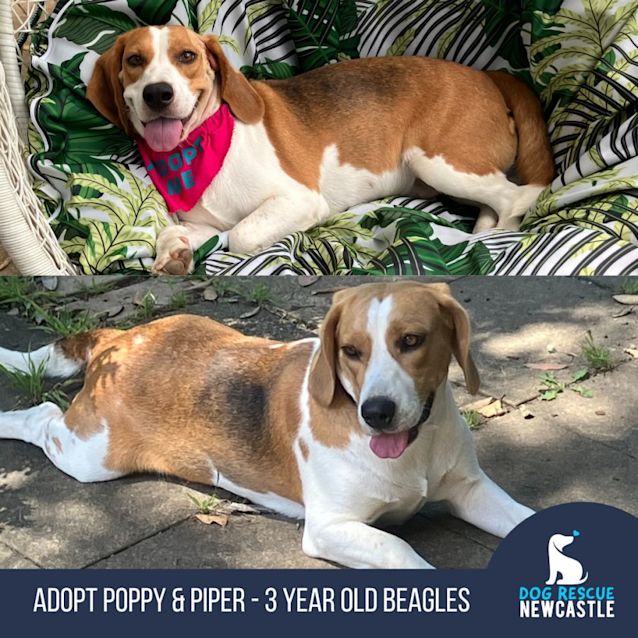Poppy & Piper - 3 Year Old Beagles (Trial) - Medium Female Beagle Dog in NSW - PetRescue