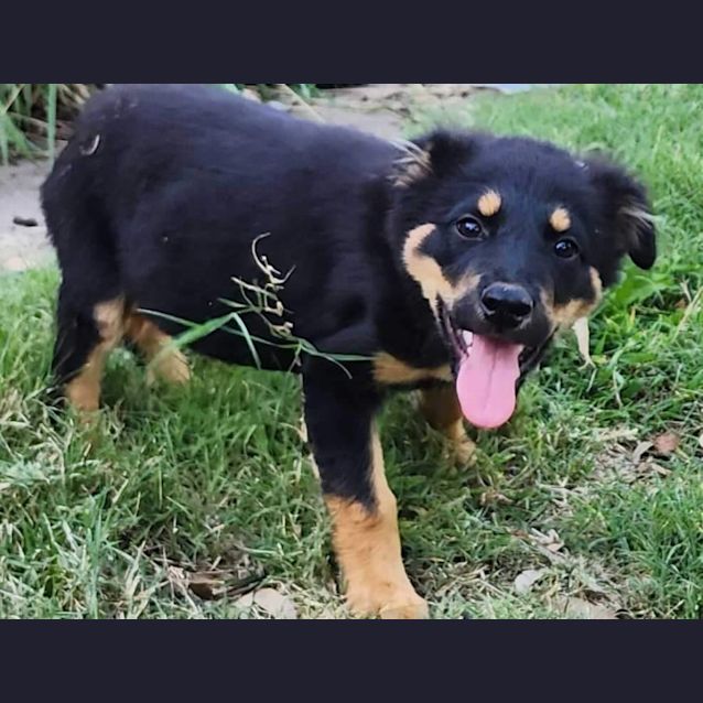 Everest - 9 Week Old Rottweiler X (Hold) - Medium Female Rottweiler x ...