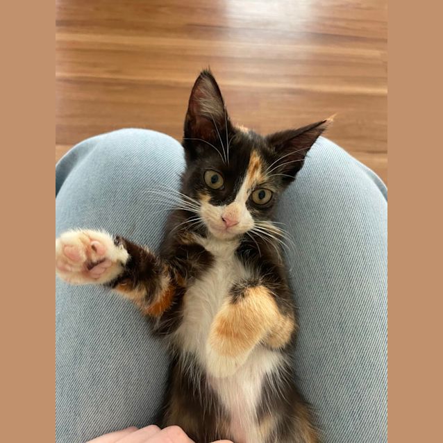 Paprika - Female Domestic Short Hair Cat in QLD - PetRescue