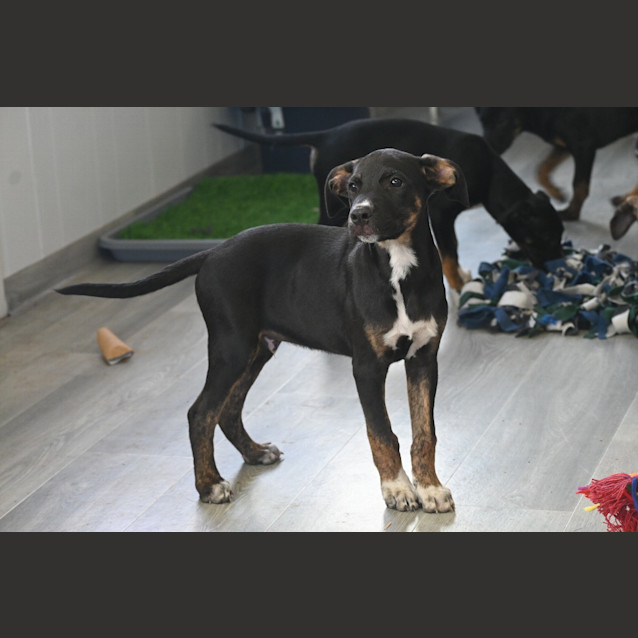 Rufus - Medium Male Mixed Breed Dog in NSW - PetRescue