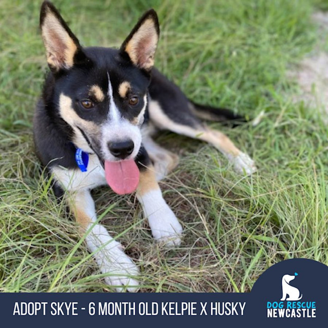Skye - 6 Month Old Kelpie X Husky (Trial) - Medium Female Kelpie x ...