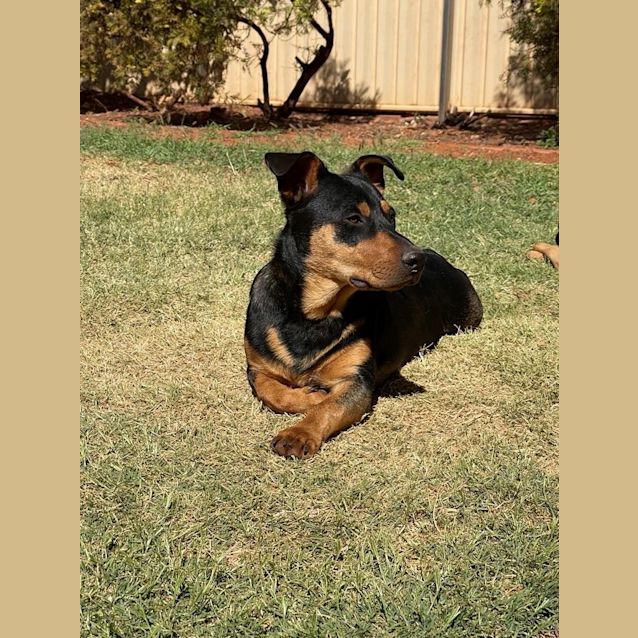 Ozzy - Medium Male Mixed Breed Dog in WA - PetRescue