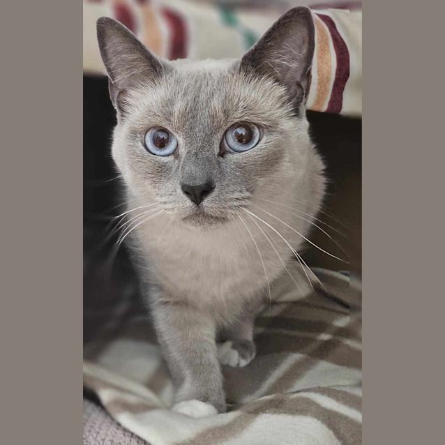 Faith - Female Layanese Mix Cat in QLD - PetRescue