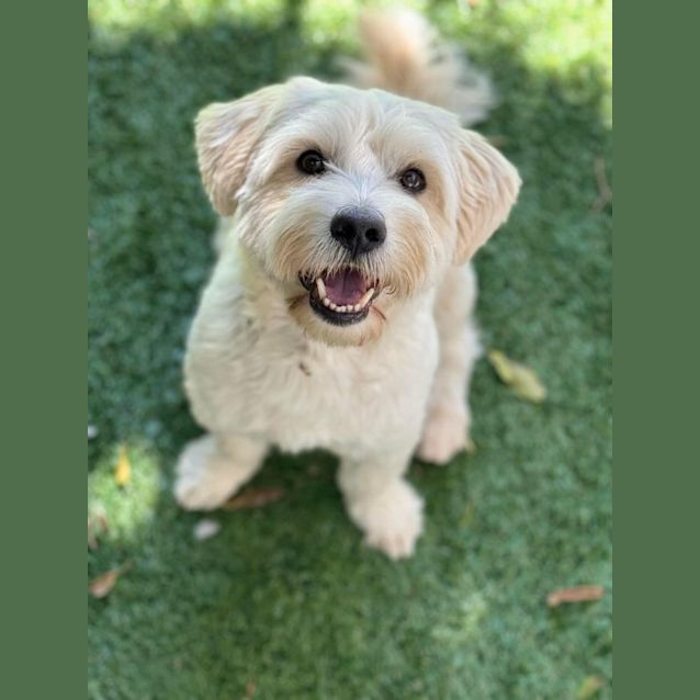 Nico - Small Male Maltese Mix Dog in VIC - PetRescue