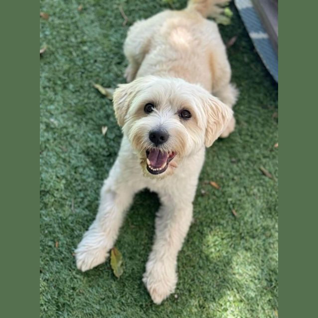 Nico - Small Male Maltese Mix Dog in VIC - PetRescue