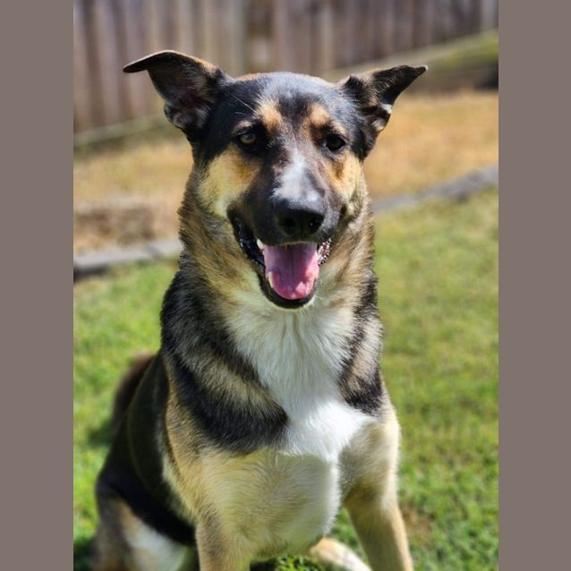 Hondo *$250 Adoption Fee* - Large Male German Shepherd x Kelpie Mix Dog ...