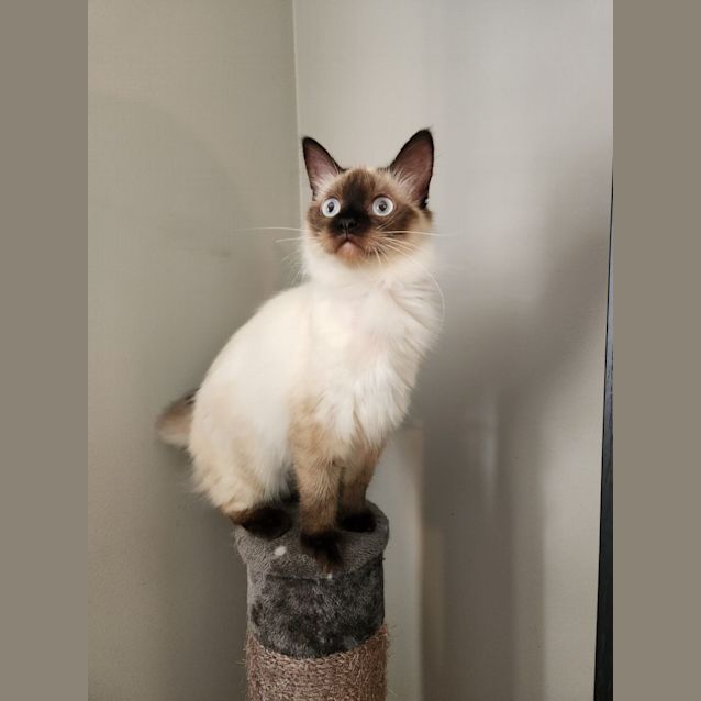 Lavender - Female Ragdoll Cat in QLD - PetRescue