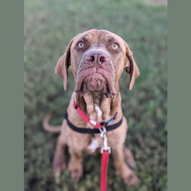 Rover - Large Male Dogue De Bordeaux x Australian Bandog Mix Dog in QLD ...