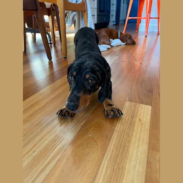Angus - 1 Year Old Miniature Dachshund (Hold) - Small Male Dachshund ...