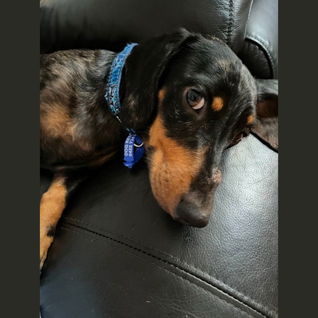Angus - 1 Year Old Miniature Dachshund (Hold) - Small Male Dachshund ...