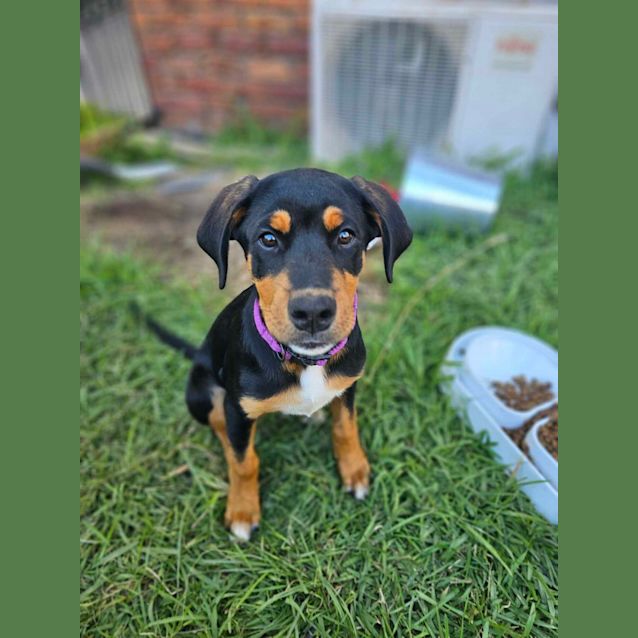 Kodak - Large Female Doberman Mix Dog in QLD - PetRescue