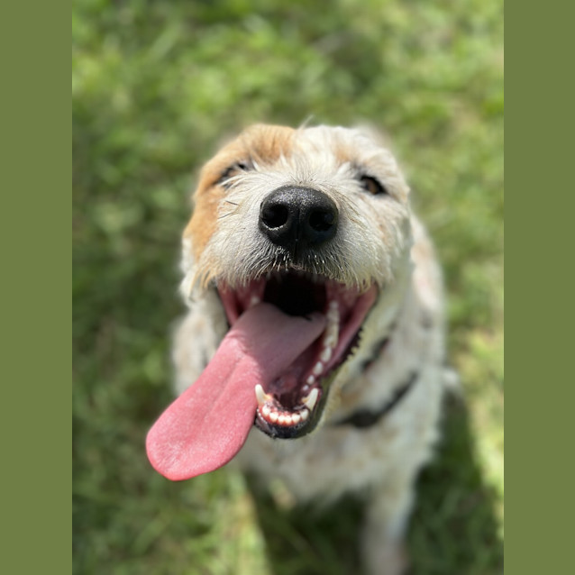 Mya - Large Female Australian Stumpy Tail Cattle Dog x Tasmanian ...