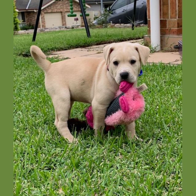 Coco's Girls - 8 Week Old Staffy Puppies - Large Female Staffy Mix Dog ...