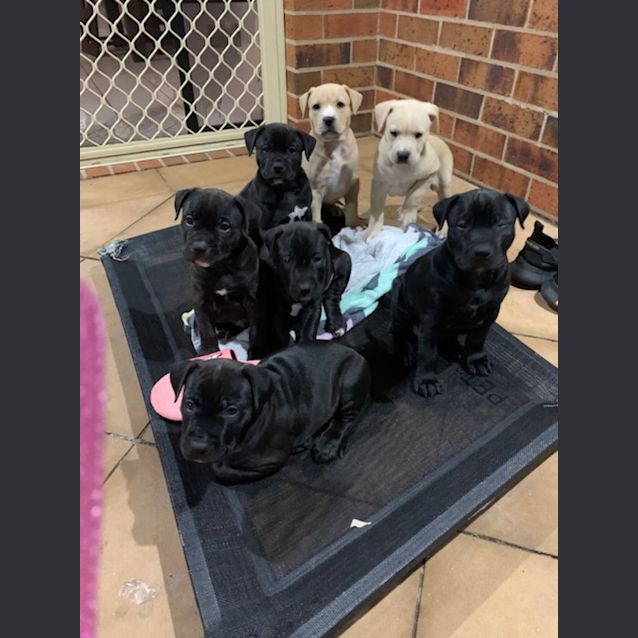 Coco's Girls - 8 Week Old Staffy Puppies - Large Female Staffy Mix Dog ...