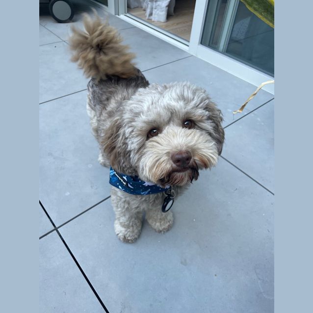Brody - Medium Male Cavoodle Dog in VIC - PetRescue