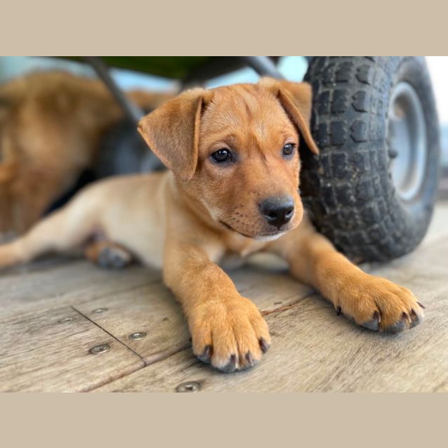 Tick - Medium Male Kelpie x German Shepherd x Red Heeler x Rhodesian ...