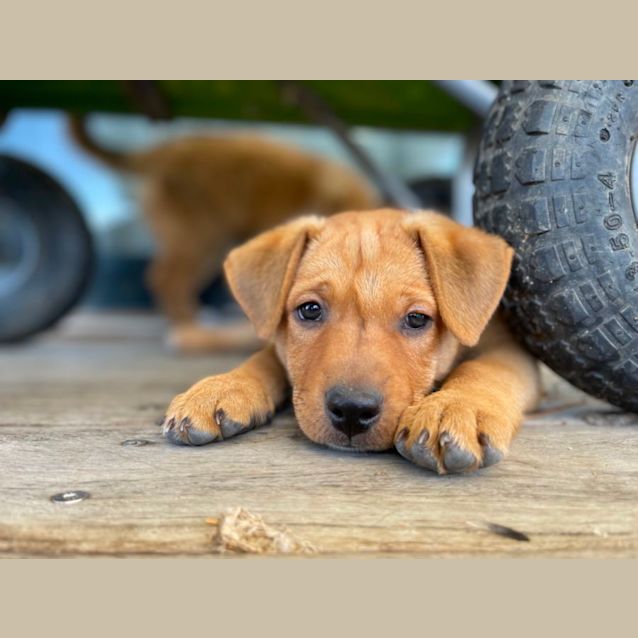 Tick - Medium Male Kelpie x German Shepherd x Red Heeler x Rhodesian ...
