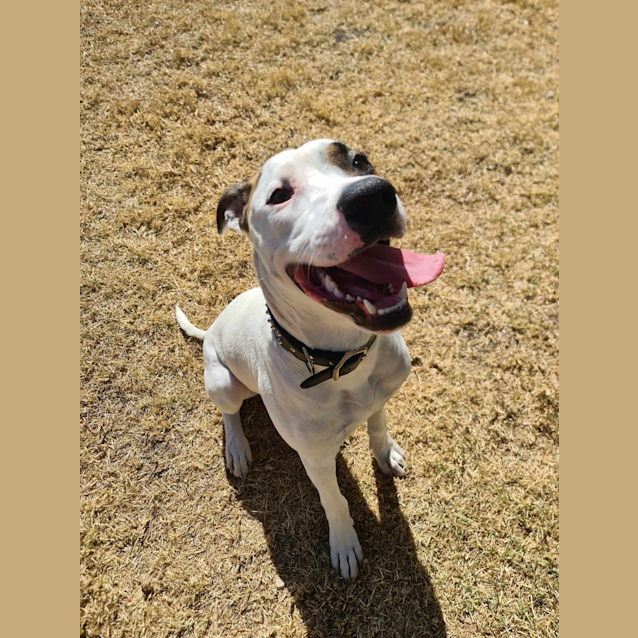 Boof - Large Male Staffordshire Bull Terrier x Staghound Mix Dog in VIC ...