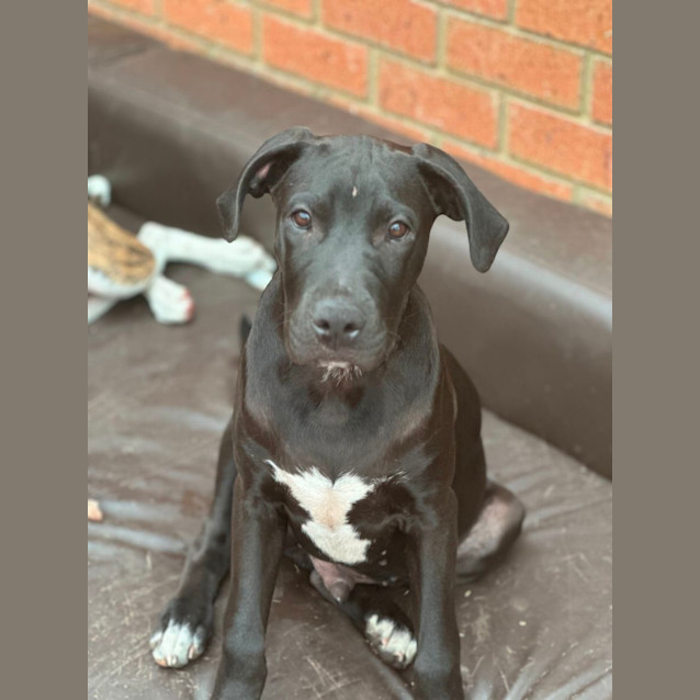 Garnier - Large Male Staffy x Ridgeback Mix Dog in VIC - PetRescue