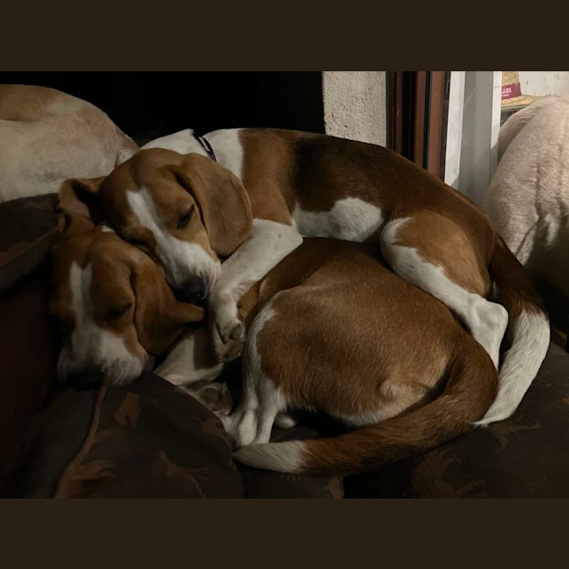 Poppy & Piper - 3 Year Old Beagles (Trial) - Medium Female Beagle Dog ...