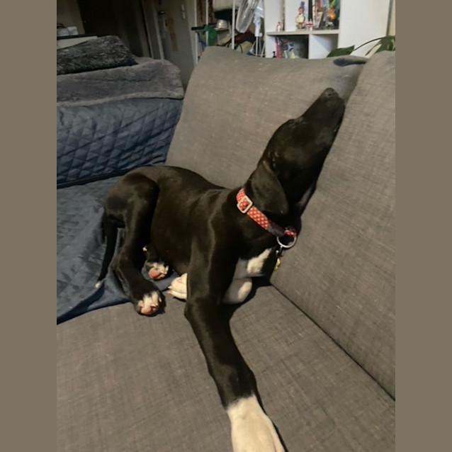 Keruru - Large Female Border Collie x Staghound x Bull Arab Mix Dog in ...
