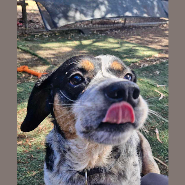 Gracie - Medium Female Beagle x Blue Heeler Mix Dog in VIC - PetRescue