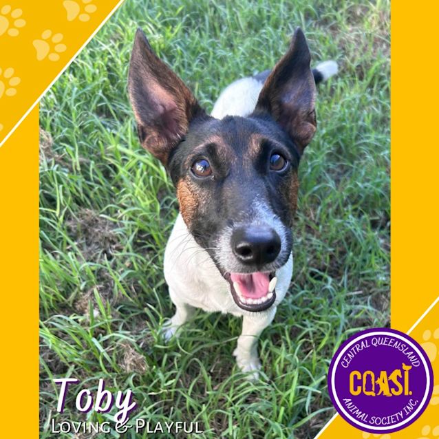 Toby - Small Male Fox Terrier x Tenterfield Terrier Mix Dog in QLD ...