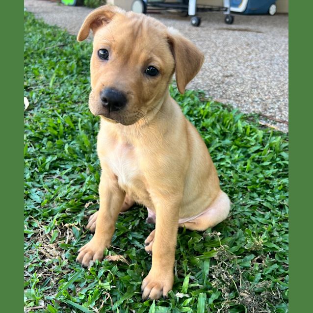 Occy - Medium Male American Staffordshire Bull Terrier Mix Dog in QLD ...