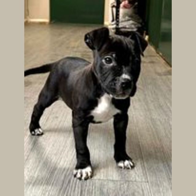 Nera - Medium Female Amstaff Mix Dog in NSW - PetRescue