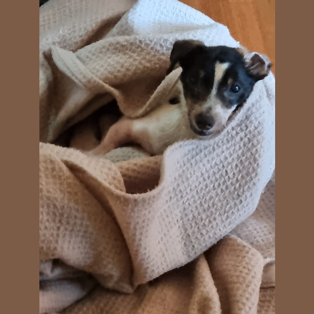 Boof - Small Male Fox Terrier, Miniature Dog in VIC - PetRescue