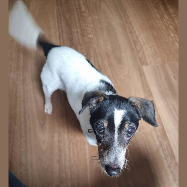 Boof - Small Male Fox Terrier, Miniature Dog in VIC - PetRescue