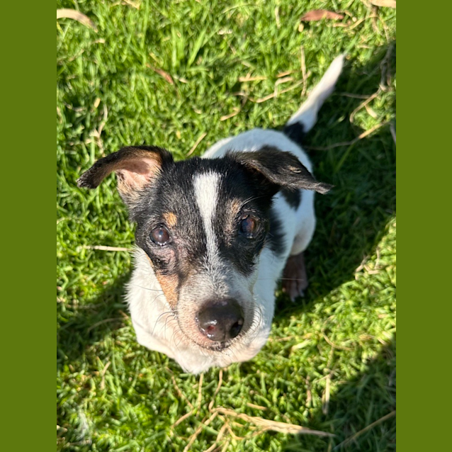 Boof - Small Male Fox Terrier, Miniature Dog in VIC - PetRescue