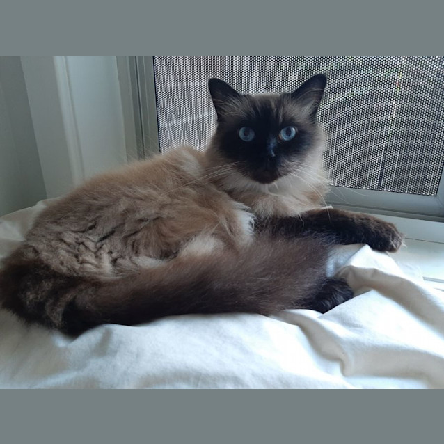 Oliver - Male Ragdoll Cat in NSW - PetRescue