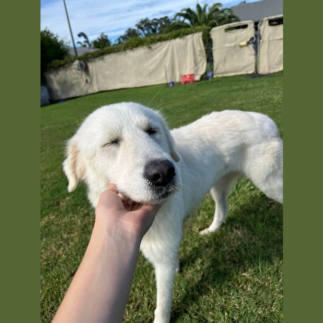 Princess - Large Female Maremma Sheepdog Mix Dog in QLD - PetRescue
